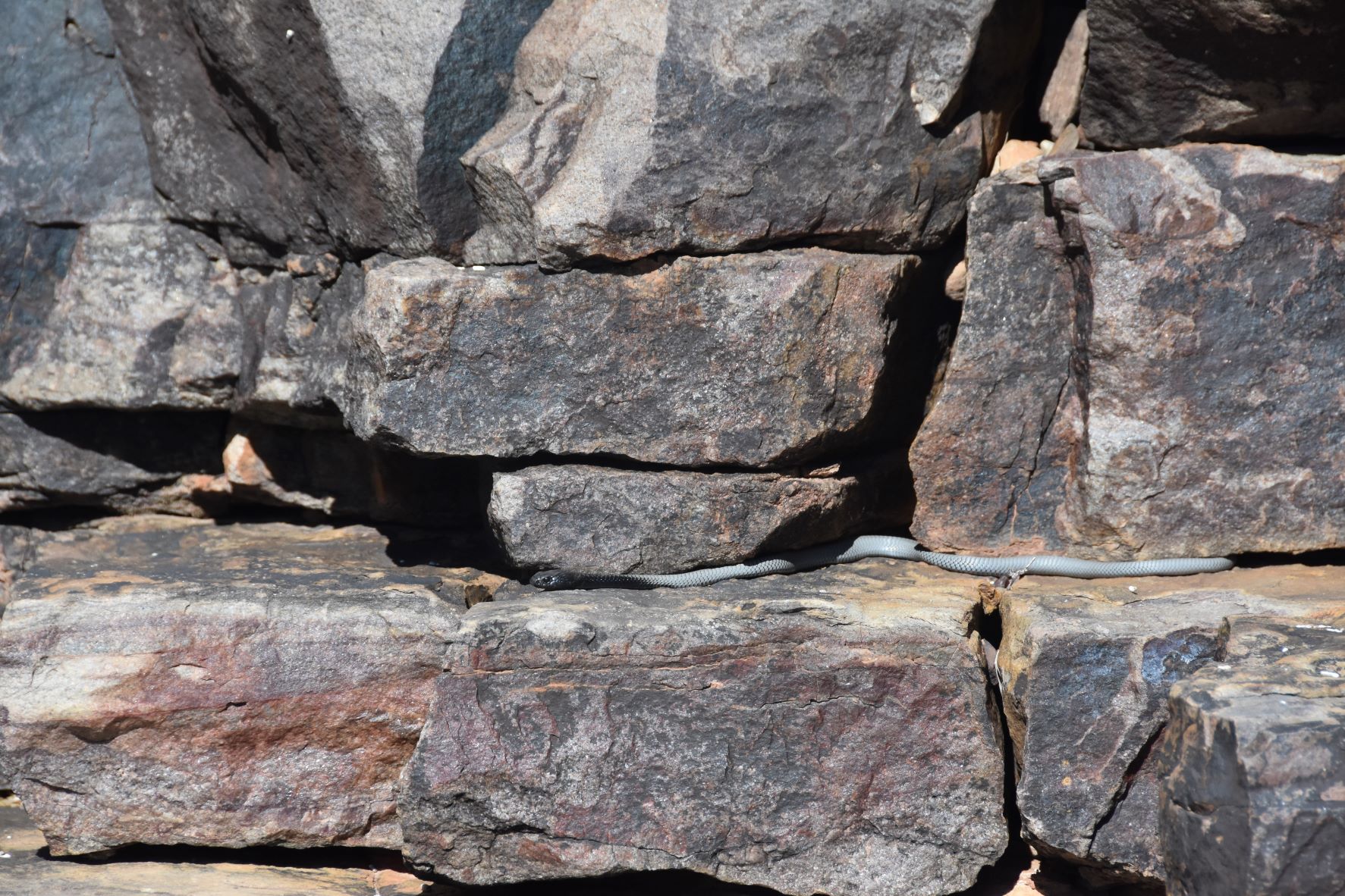 Exploring the environments inhabited by Earth’s earliest animals in ...